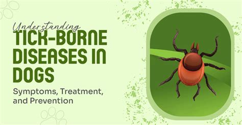 Understanding Tick Borne Diseases In Dogs Symptoms Treatment And