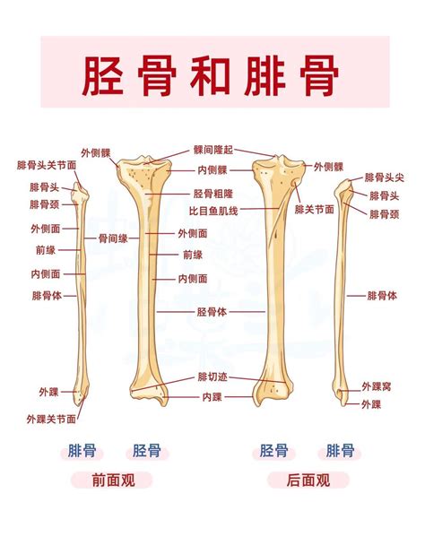 🦴胫骨与腓骨的解剖结构