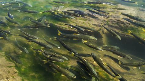 Nature S Journey Qinghai S Naked Carp Undertake Annual Migration CGTN