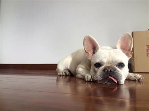 Conoce A La Perrita Chilena Que Es Toda Una Celebridad — Fmdos
