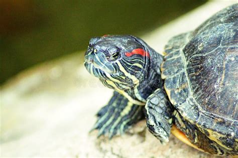 Gran Tortuga Verde Con Rayas Rojas Foto De Archivo Imagen De