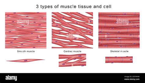 Skeletal Muscle Tissue Striations Muscle Tissue Muscle Tissue Is