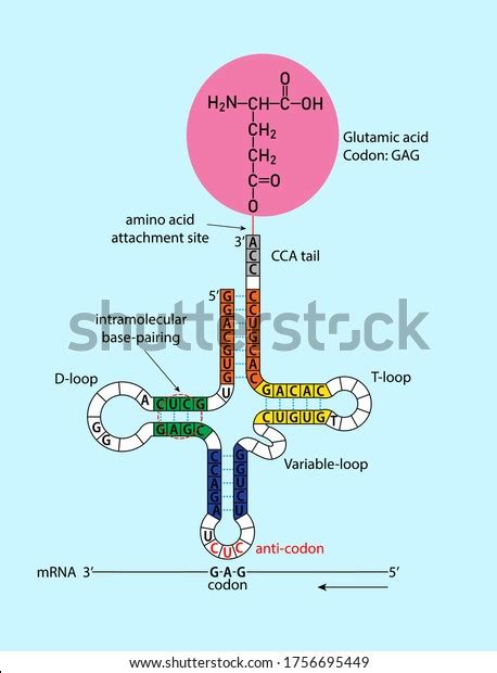 Secondary Cloverleaf Structure Transfer Rna Abbreviated Stock Vector