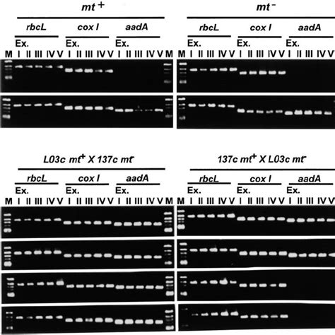 Pcr Amplification Of Rbcl Cpdna Cox I Mtdna And Aada Bacterial