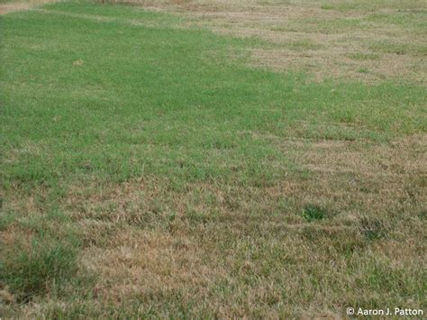 Common Bermudagrass Purdue University Turfgrass Science At Purdue University