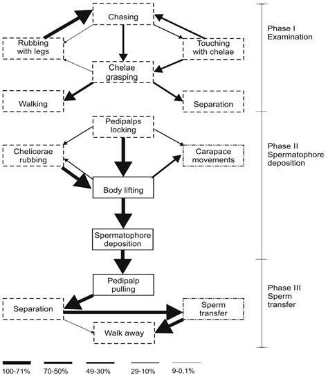 Sexual Dimorphism And Patterns Of Sexual Behavior In Lustrochernes Argentinus Pseudoscorpiones