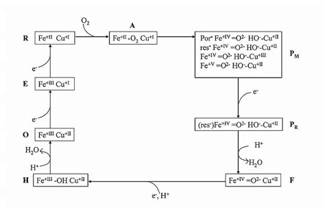 7 Catalytic Cycle Of Cytochrome C Oxidase Only Heme A 3 Fe And Cu B
