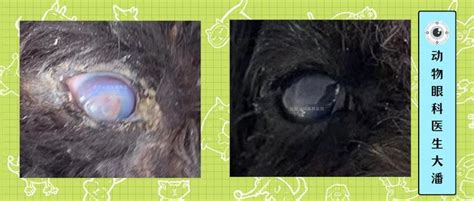 （山西病例）狗狗双眼角膜穿孔角膜水肿、眼睛发白发蓝溃烂的治疗 知乎