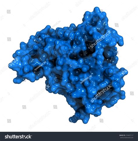Phosphodiesterase 5 Pde5 Enzyme Inhibition This Stock Illustration 274457117 Shutterstock