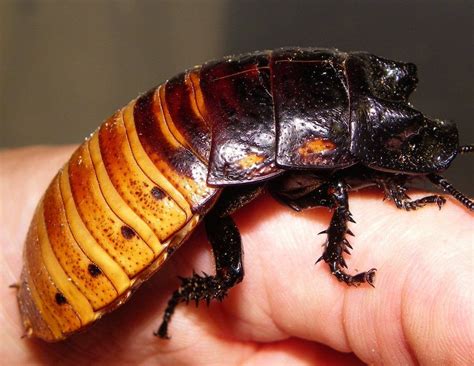 Helpful Why Do Cockroaches Hiss Best Job A 30