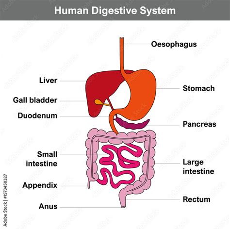Anatomy Of The Human Digestive System With Description Of The