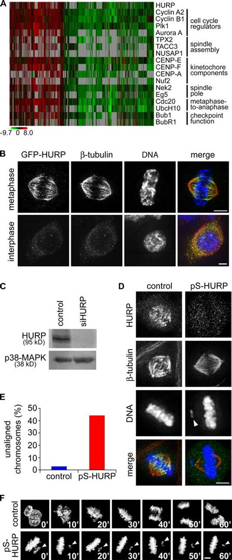 functional genomic analysis identified hurp as a spindle associated