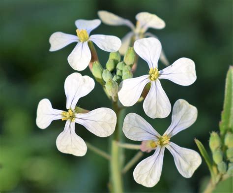 Plantas Beleza E Diversidade Saramago Raphanus Raphanistrum Subsp Raphanistrum