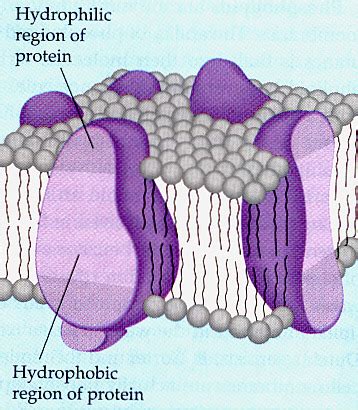 Chapter Membrane Structure And Function Flashcards Quizlet