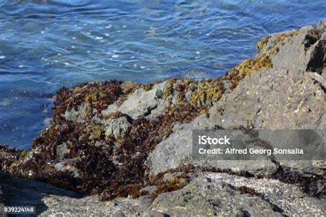 멘도시노 카운티 캘리포니아 미국에서에서 포트 브래그 유리 해변에서 노출 수 0명에 대한 스톡 사진 및 기타 이미지 0명 1번 도로 2017년 Istock