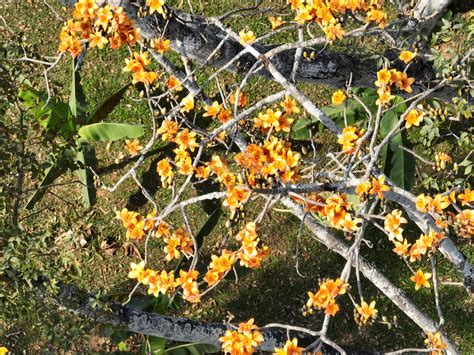 ເຂດເສດຖະກິດພິເສດ ສາມຫຼ່ຽມຄຳ ເຂດເສດຖະກິດພິເສດ ສາມຫຼ່ຽມຄຳ