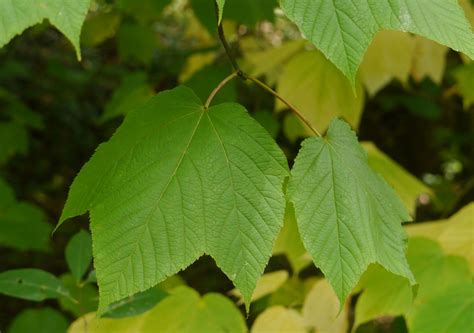 Striped Maple Identify That Plant
