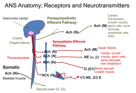 Cholinergic Neurotransmission Flashcards Quizlet