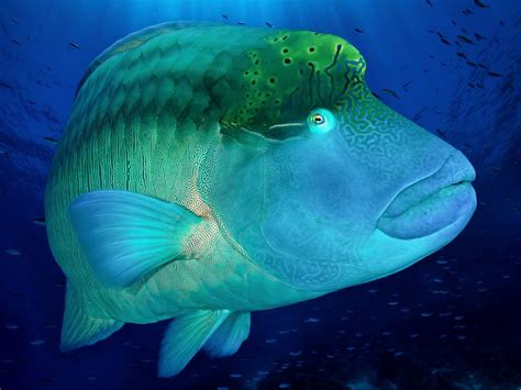 Napoleon Fish Smithsonian Photo Contest Smithsonian Magazine