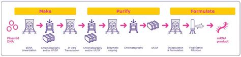 The Mrna Revolution Pda