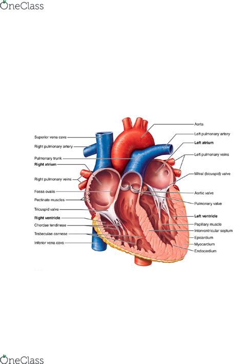 Interventricular Sulcus And Septum