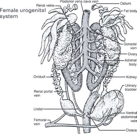 Dissection Of The Frog