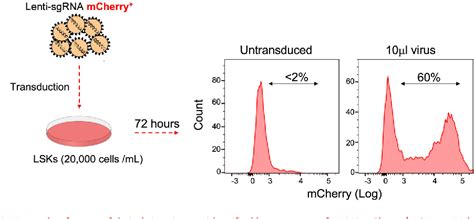 Figure 1 From Generation Of Mouse Models Carrying B Cell Restricted