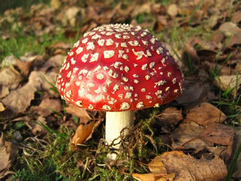 무료 이미지 자연 빨간 식물학 플로라 식물의 숲 바닥 진균류 비행 Agaric 유독 한 삼림지 십월 진드기의 볼레트 독버섯 시간 운 좋은 녀석