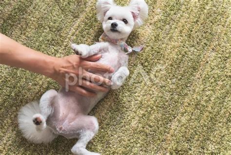 犬と戯れる No 22056548写真素材なら写真AC無料フリーダウンロードOK