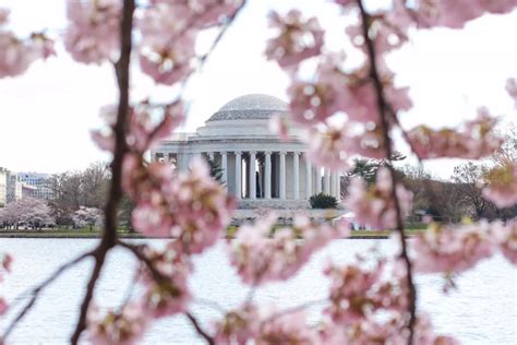 Cherry Blossom Magic The Ultimate Guide To Spring In Alexandria