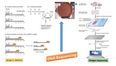 DNA Sequencing Introduction Types Principle Procedure And Uses