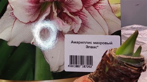 31.01.23 Новый Амариллис/Гиппеаструм махровый сорт ЭЛВАС.Обработка и ...