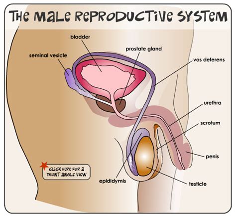Maths Science Year 6 The Male Reproductive System Game