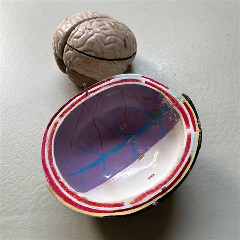 Japanese Anatomical Model Nakamura 1970s For Sale At Pamono