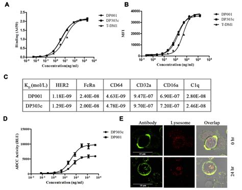 Binding Activity Endocytosis And Adcc Activity Of Dp303c A
