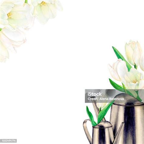 아름다운 하얀 튤립 꽃이 있는 금속 물뿌리개 하얀 배경에 버터와 튤립 머리가 있는 수채화로 그려져 있다 스티커 로고 냅킨 섬유 인쇄에 적합 0명에 대한 스톡 벡터 아트 및