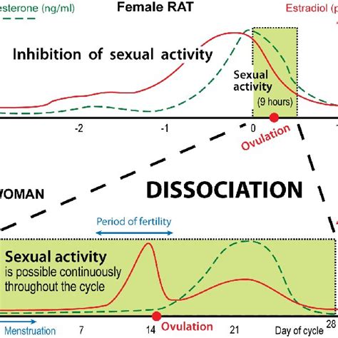 Human Sexual Activities Are Dissociated From Hormonal Cycles Download Scientific Diagram