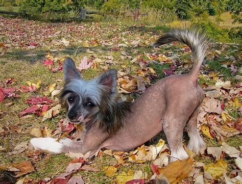 Китайская хохлатая собака