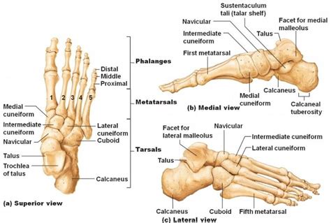 Tarsal Bone Diagram