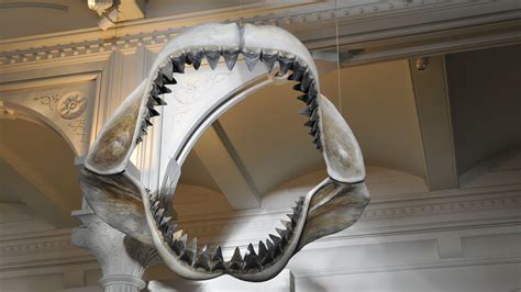 Megalodon Jaw