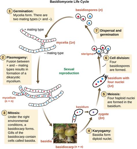 Basidiomycetes Life Cycle