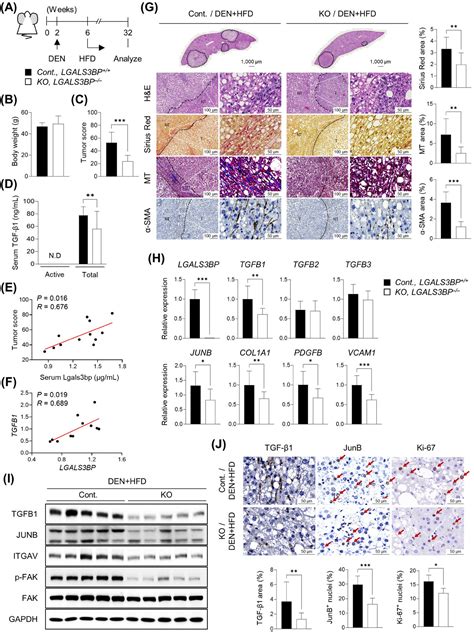 Galectin 3‐binding Protein Lgals3bp Depletion Attenuates Hepatic