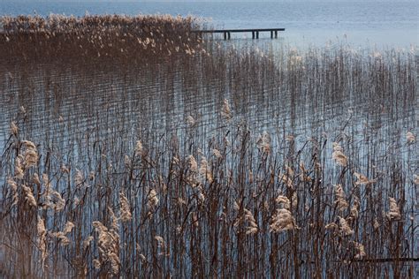 무료 이미지 경치 나무 늪 황야 겨울 하늘 산책로 목재 대초원 잎 호수 서리 갈대 야생 생물 편물