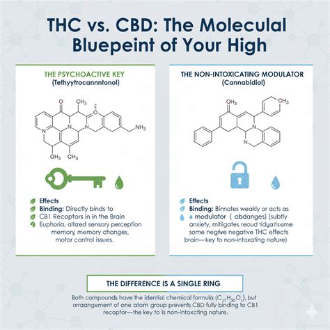 How Cannabis Works In Your Body The Science Of Thc Cbd And Your High