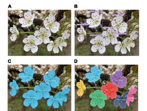 Figure 1 From Application Of Convolutional Neural Network Based Detection Methods In Fresh Fruit