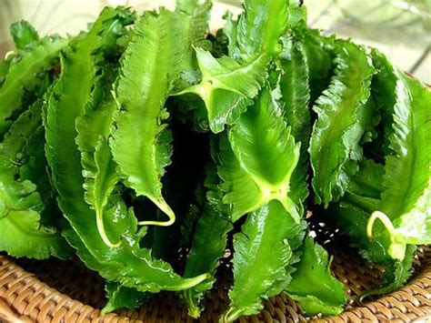 Murah And Mudah Didapati Tapi Power Manfaatnya 7 Khasiat Kacang Botol Yang Ramai Tak Tahu