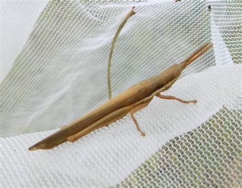 Cattail Toothpick Grasshopper Leptysma Marginicollis Bugguide Net