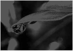 Web Snippets Grayscale To RGB Conversion