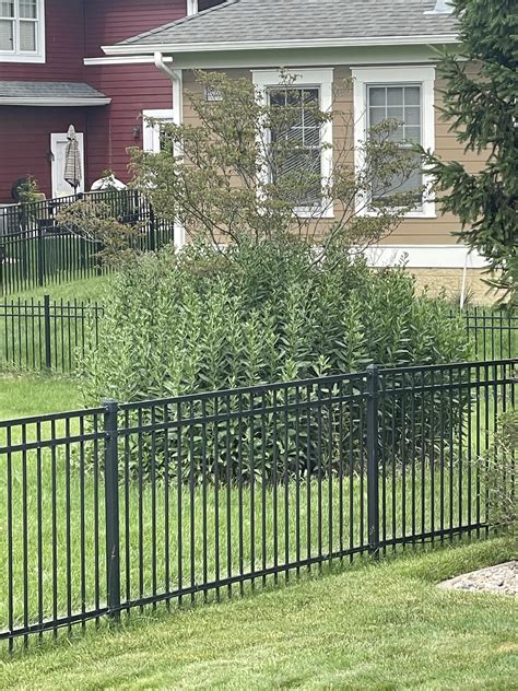 Anyone Want Some Thistle Weed Rlandscaping