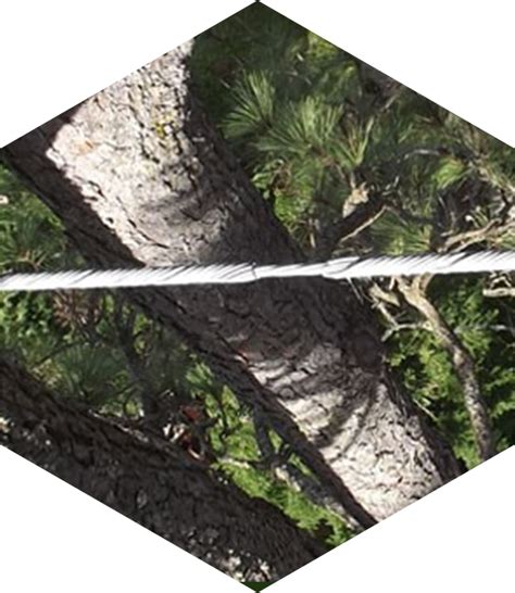 Tree Cabling And Bracing Bs Trees Gr